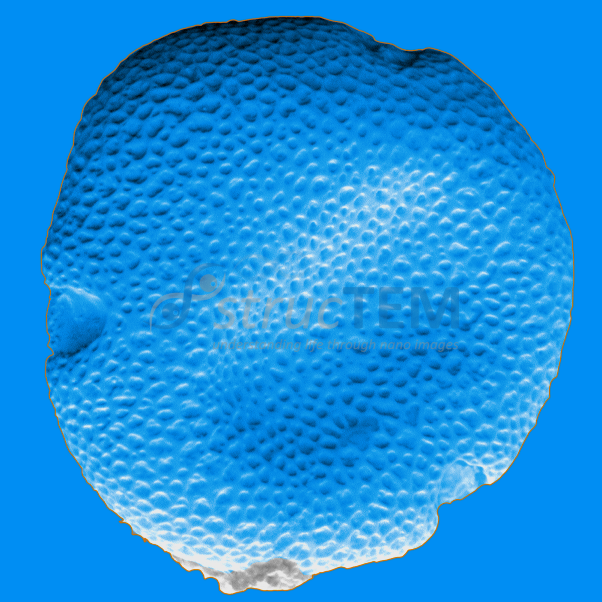 Tilia Pollen – strucTEM eu